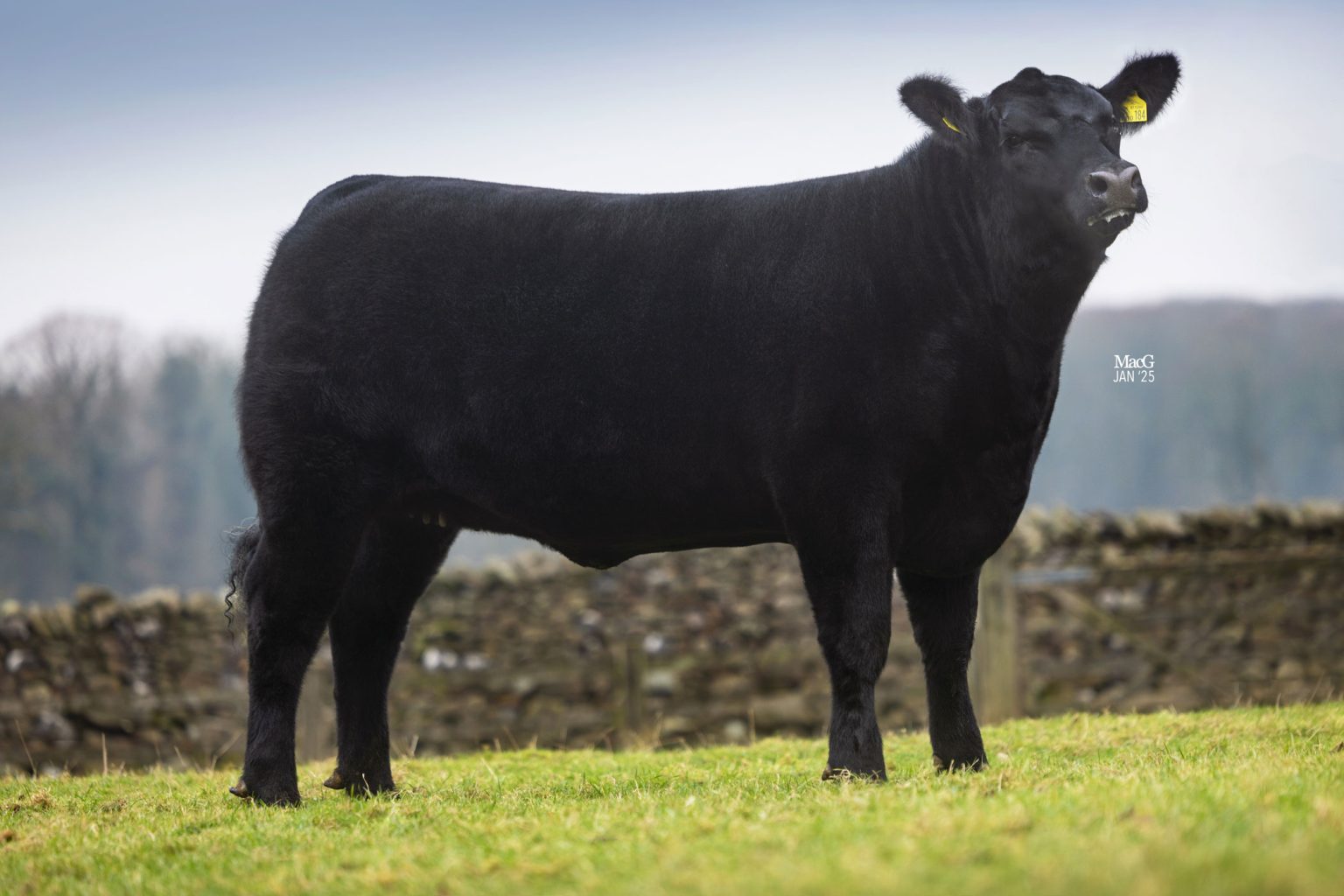 News – Foxhill Livestock